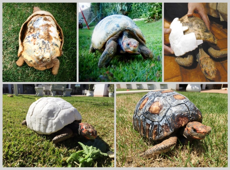 Tortuga estrena caparazón impreso en 3D - Fundación Tourtugas