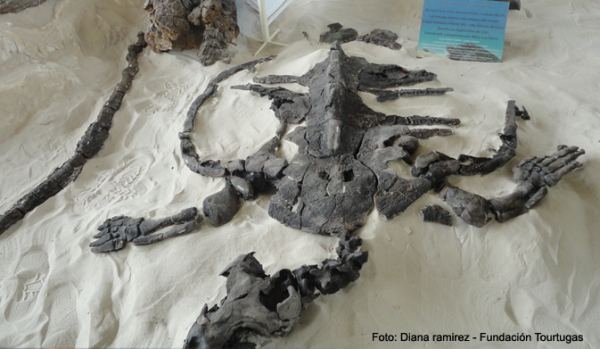 Fósil de tortuga marina más antigua descubierta en Villa de Leyva ...