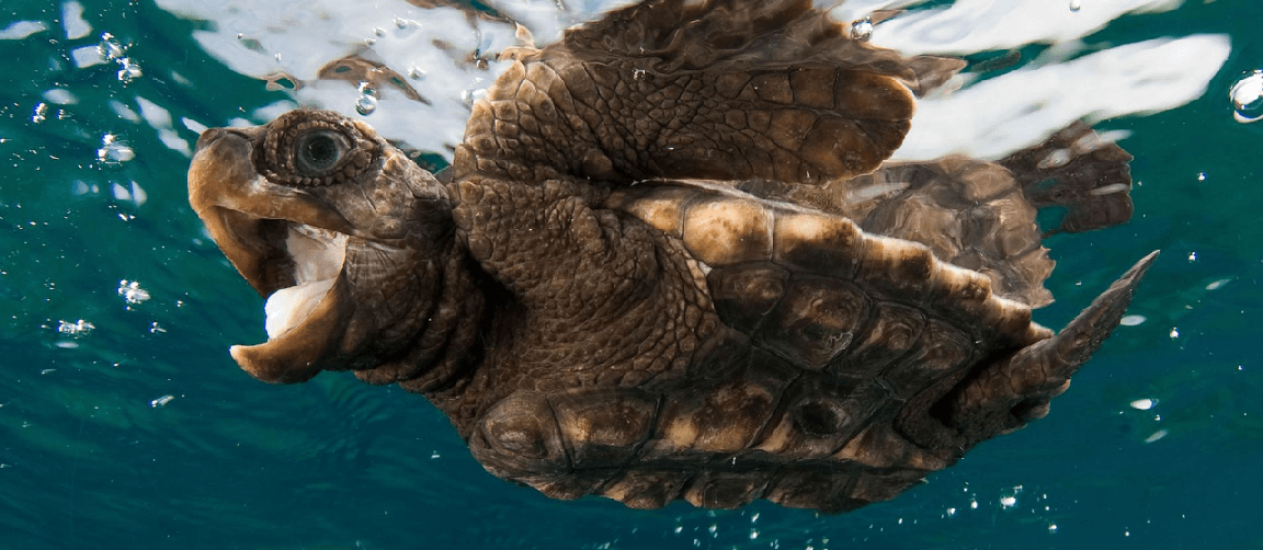 Seis de las siete tortugas marinas están en peligro de extinción